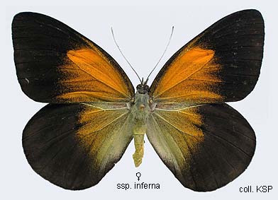 Papua Insects Foundation (Lepidoptera/Pieridae/Pierinae(Delias aruna)